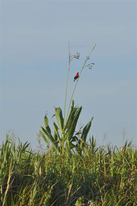 무료 이미지 바다 연안 나무 자연 구름 하늘 들 목초지 대초원 잎 꽃 바람 야생 생물 녹색 수확고 식물학 농업 플로라 야생화 맑은
