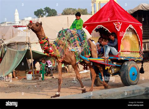 Camel Cart Is Used In At Lynn Morgan Blog
