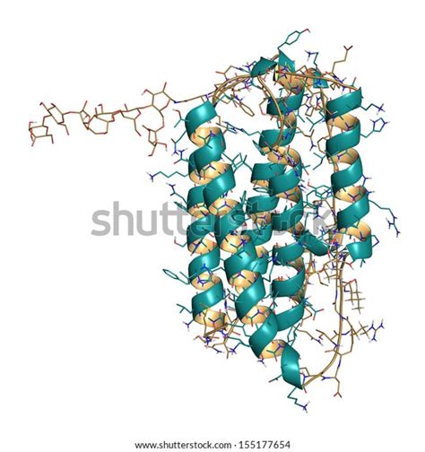 Interferon Beta Molecule Chemical Structure Cytokine Stock Illustration 155177654 Shutterstock