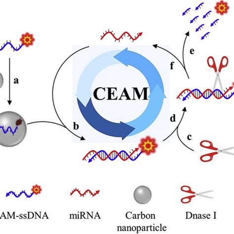 The Operating Principle Of Cyclic Enzymatic Amplification Method Ceam Download Scientific