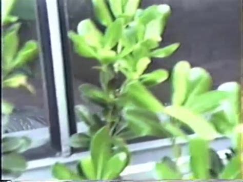 Candid Upskirts Caught Without Panties Streaming Video On Demand Adult Empire