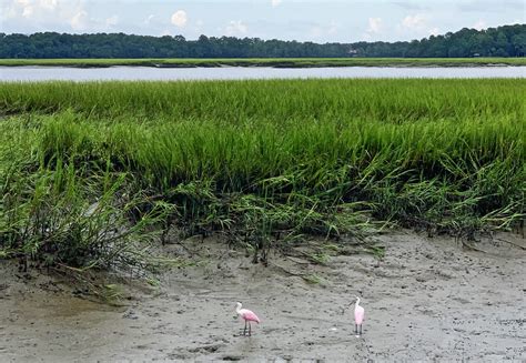 Spartina Marsh Grass The Circle Of Life
