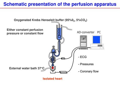 Ppt Langendorff Model Isolated Heart Perfusion Overview Powerpoint