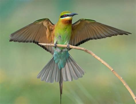 Blue Tailed Bee Eater A Detailed Look At This Colorful Birds Life And