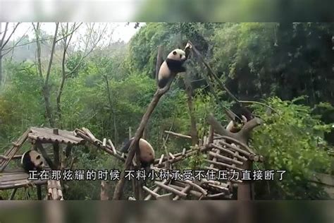 熊猫宝宝勇闯办公室，被奶爸逮住后，小家伙的反应逗翻了众人熊猫宝宝反应家伙