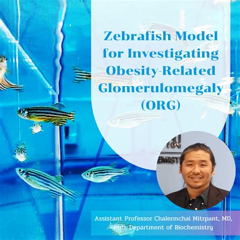 Zebrafish Model For Investigating Obesity Related Glomerulomegaly Org