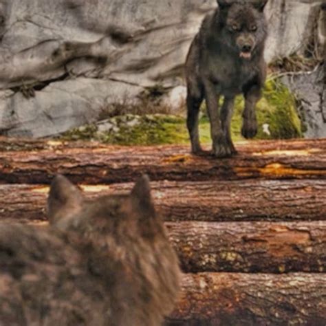 Sam And Quil Twilight Wolf Pack