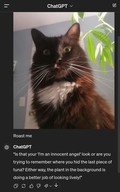 The Roast Me Chatgpt Trend Also Works With Cats Rtuxedocats