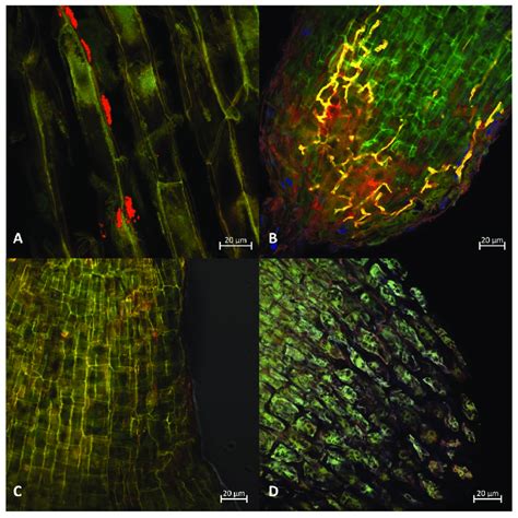 A Colonies Of Azospirillum In Red On Root Of Pepper Non Inoculated Download Scientific