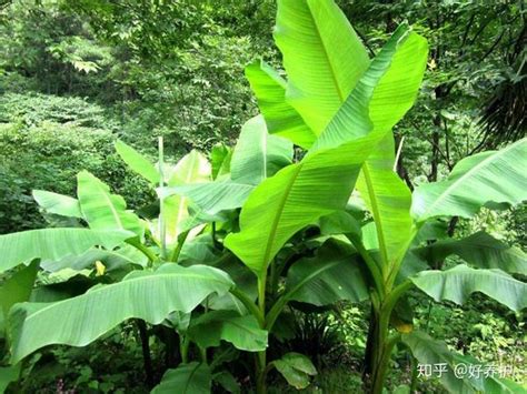 中式庭院造景必不可少的10种植物 知乎