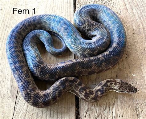 Spotted Pythons Available