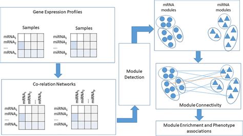 Wgcna Based Module Association Workflow Download Scientific Diagram
