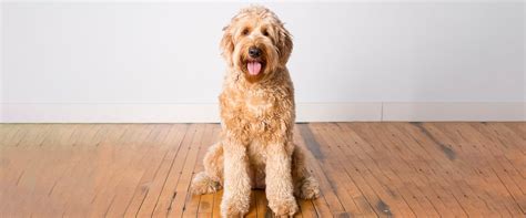 9 Goldendoodle Haircut Styles For Every Occasion