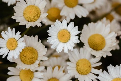 알로에 베라 수딩젤의 효과와 활용법