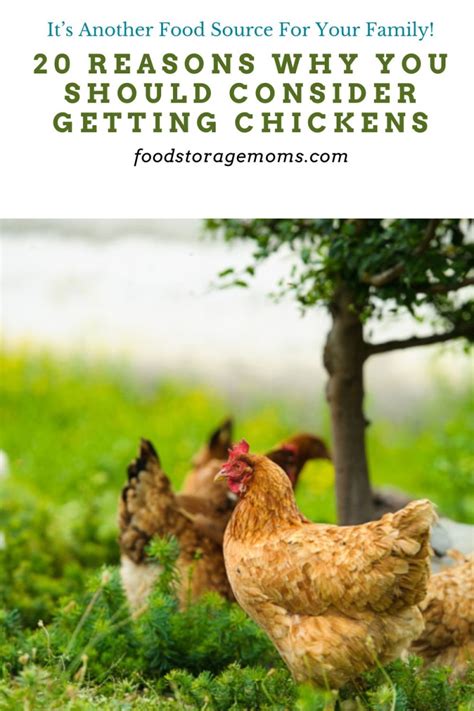 20 Reasons Why You Should Consider Getting Chickens Food Storage Moms