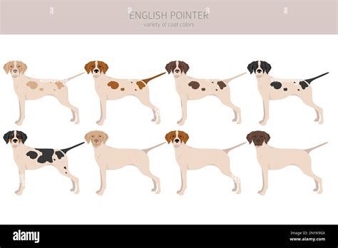 English Pointer Clipart Different Poses Coat Colors Set Vector Illustration Stock Vector