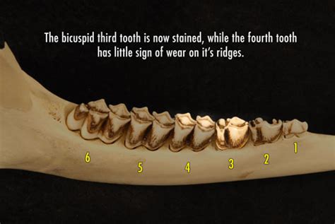 Deer Tooth Aging Chart