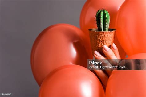 꽃 냄비에 있는 선인장과 회색 배경에 산호 공기 풍선 2019 개념의 색상의 여성 손의 자른 보기 선인장에 대한 스톡 사진 및 기타 이미지 Istock