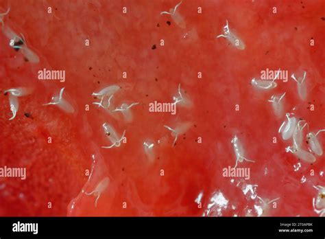 Eggs Of Common Fruit Fly Or Vinegar Fly Drosophila Melanogaster