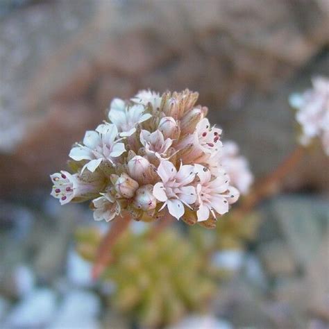 Wrights Stonecrop Sedum Wrightii Plant Care And How To Grow Water