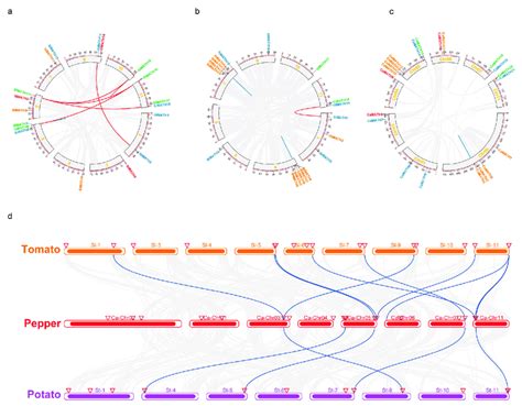 Chromosome Mapping Gene Duplication And Synteny Analyses Of Math Download Scientific Diagram