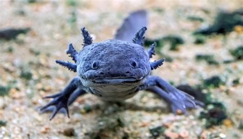 Cuáles Son Las CaracterÍsticas Y HÁbitat Del Jaguar