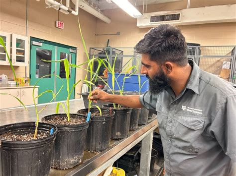 Bilal Ahmad Khan On Linkedin Tamu Weedscine Jgrass