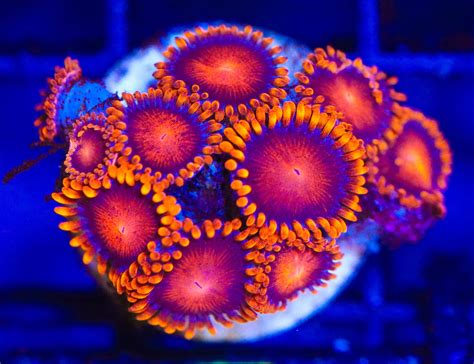Orange Bam Bam Zoanthids Frag Box Corals
