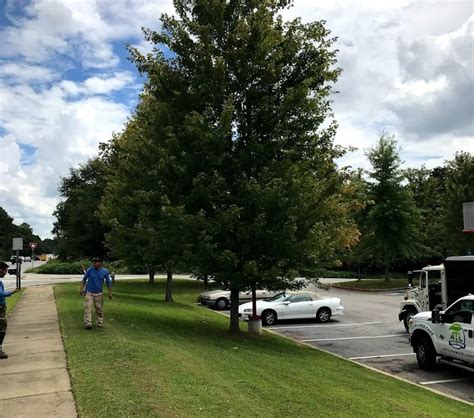 Essential Tree Maintenance Tips For Healthy Trees