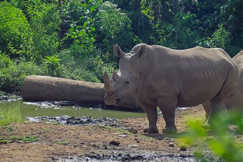 Java Wildlife Java Wildlife