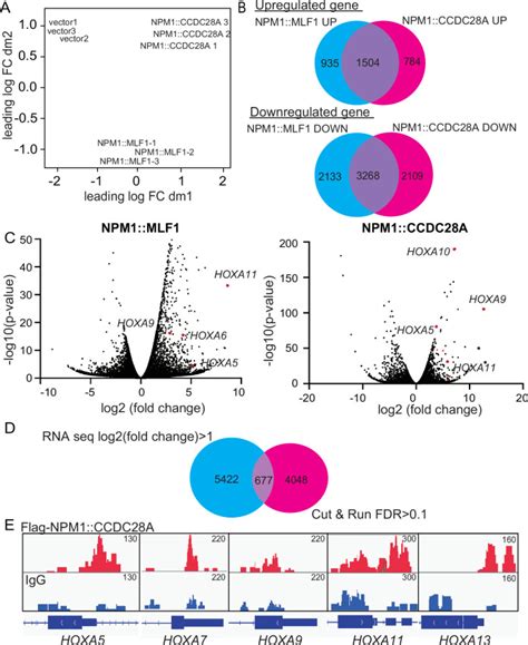 Npm1 Fusion Proteins Promote Myeloid Leukemogenesis Through Xpo1 Dependent Hox Activation Pmc