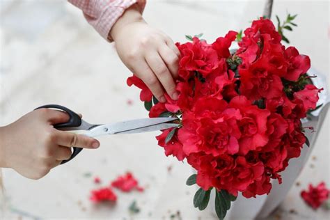 Azalea Care Pruning And Watering Plantura