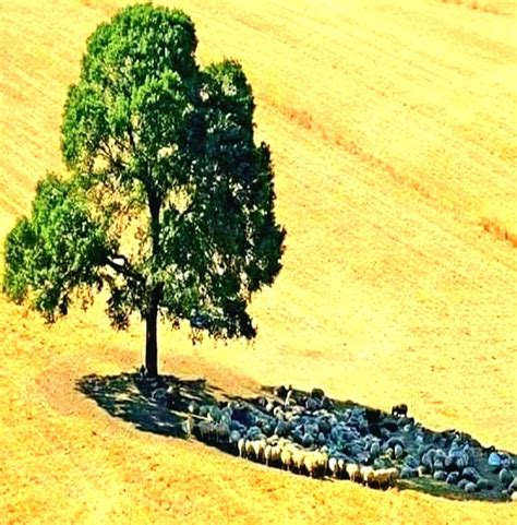 Altantsatsralt Khajidsuren On Linkedin Нэг мод тарьвал Нэгэн насны буян Нижгээд амьтаст Амьдрал