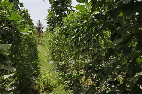 ទំព័រដើម អគ្គនាយកដ្ឋានវិទ្យុជាតិ