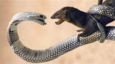 ამ ცივსისხლიანი მკვლელის სამეფო კობრასაც ეშინია Youtube