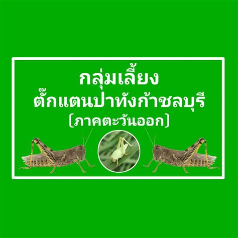 กลุ่มเลี้ยงตั๊กแตนปาทังก้าชลบุรี ภาคตะวันออก