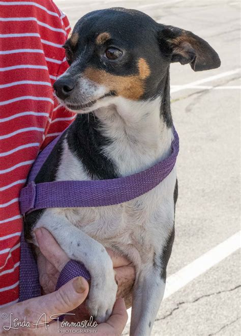 Thumbelina Capital District Humane Association