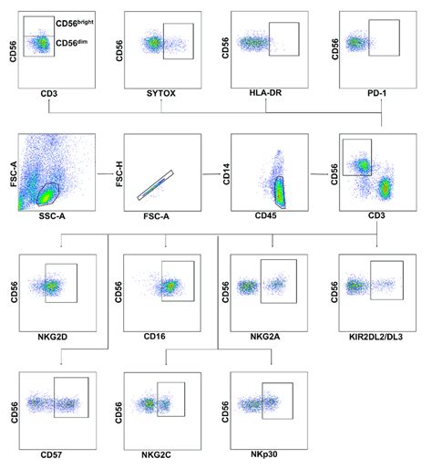The Gating Strategy For Cytometric Analysis Of NK Cells In PBMC