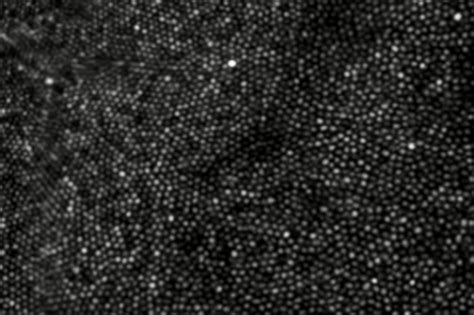 adaptive optics facility visualization lab wu tsai neurosciences