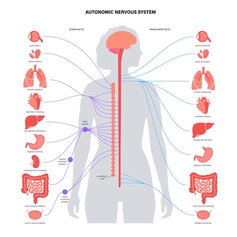 Anatomy Of Autonomic Nervous System Autonomic Nervous System Nervous