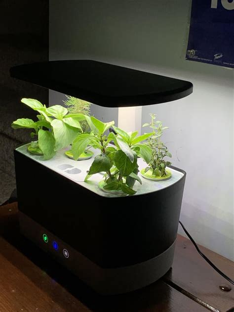 2 Month Progress Dump Raerogarden