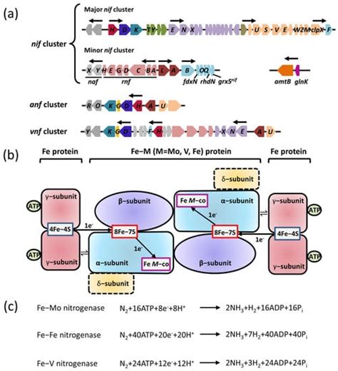 Azotobacter Nitrogen Fixation