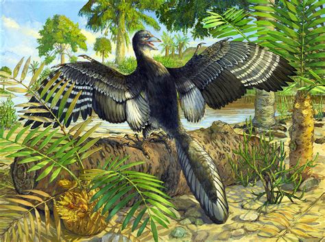 Archaeopteryx Fossil With Soft Tissue Proves That Darwin Was Right