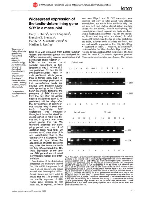 Pdf Widespread Expression Of The Testis Determining Gene Sry In A Marsupial
