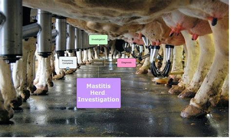 Mastitis