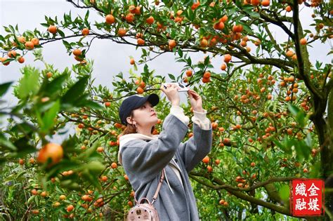 织金红岩社区的橘子熟了周末约吗 官寨乡 旅游 柑橘