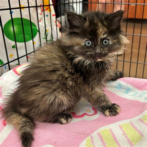 Cutest Rare Intersex Kitten Shows Life Is Diverse As A Tortoiseshell