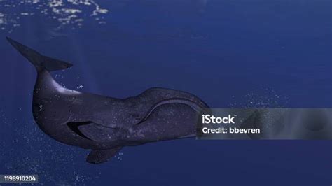 꼬리를 위로 보머리 예술 고래는 물고기 학교 3d 렌더링 후 쫓는 바다 표면에 가깝습니다 북극고래에 대한 스톡 사진 및 기타 이미지 북극고래 3차원 형태 고래