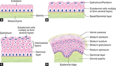Periderm Layer