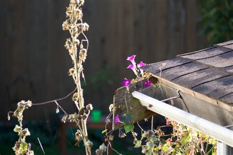무료 이미지 자연 분기 잎 가을 옥상 흘리다 봄 식물학 담홍색 플로라 꽃들 맑은 달팽이 플로리스트 리 매크로 사진 춘분 3600x2400